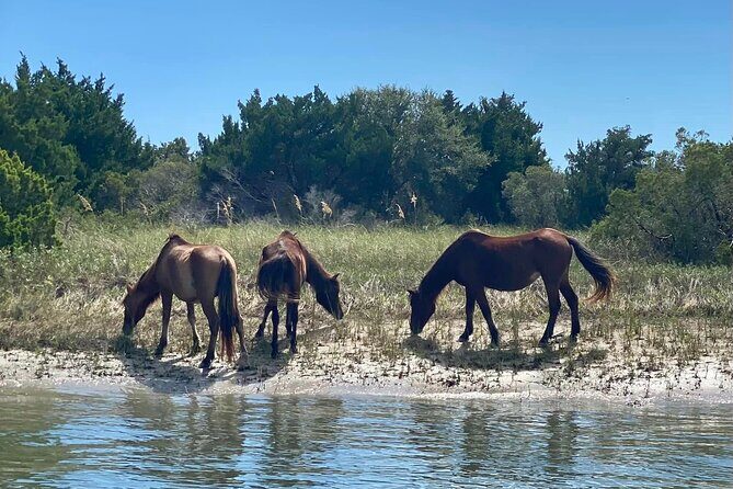 Exploration of Majestic Crystal Coast - Who Should Consider This Tour?