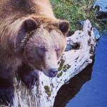 Explore Beyond the Dock: Unforgettable Private Tour in Sitka - Price and Value