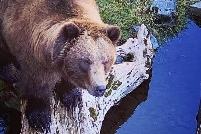 Explore Beyond the Dock: Unforgettable Private Tour in Sitka - Price and Value