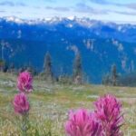 Explore Olympic National Park from Seattle through Van /Ferry - What Reviewers Say