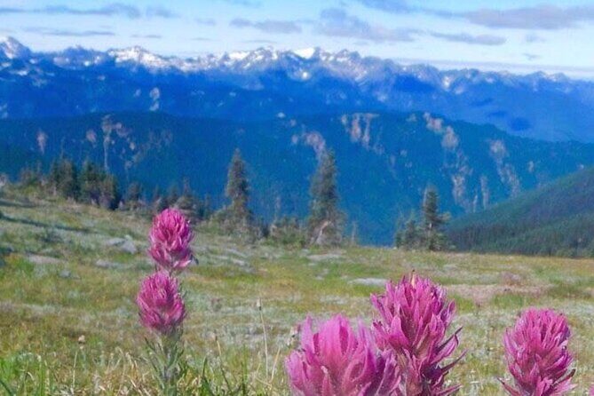 Explore Olympic National Park from Seattle through Van /Ferry - What Reviewers Say