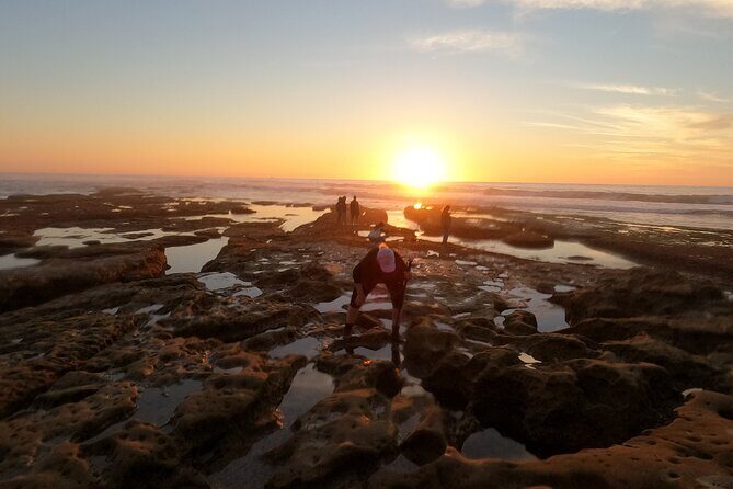 Explore San Diego Tide Pools with a Marine Biologist - The Authentic Experience and What Travelers Say