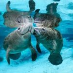 Explore Wildlife Sanctuaries on the WILD Palm Beaches Tour - FAQ