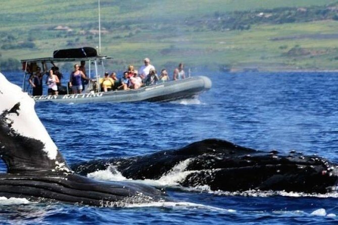 Eye-Level Whale or Dolphin Watching Eco-Raft Tour from Lahaina - Price and Value for Money
