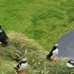 Eyjascooter Puffin Tour in Iceland - What to Expect on the Ride