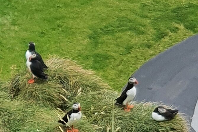 Eyjascooter Puffin Tour in Iceland - What to Expect on the Ride