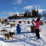 Fairbanks: 1-Hour Alaskan Winter Dog Sledding Adventure - The Actual Sled Ride