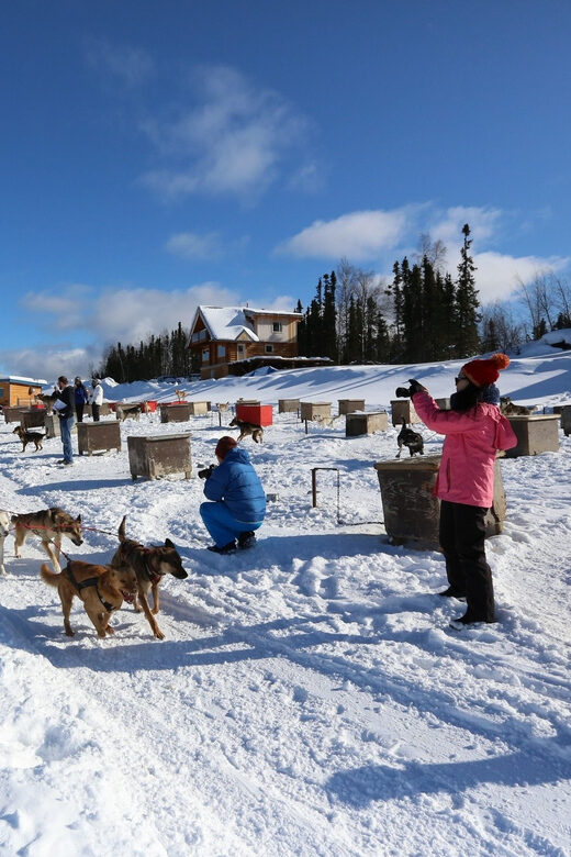 Fairbanks: 1-Hour Alaskan Winter Dog Sledding Adventure - The Actual Sled Ride