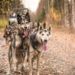 Fairbanks: Dog Mushing through Fall Landscapes on a UTV - Fairbanks: Dog Mushing through Fall Landscapes on a UTV — A Practical Guide to an Authentic Alaska Adventure