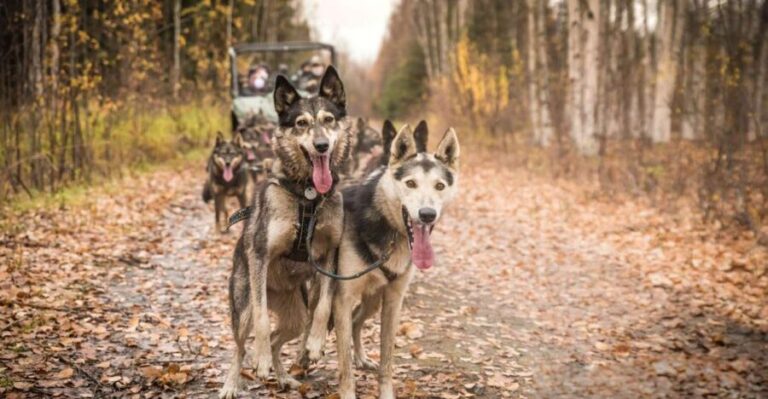 Fairbanks: Dog Mushing through Fall Landscapes on a UTV - Fairbanks: Dog Mushing through Fall Landscapes on a UTV — A Practical Guide to an Authentic Alaska Adventure