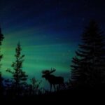 Fairbanks: Northern Lights and Chena Hot Springs Tour - The Value Proposition