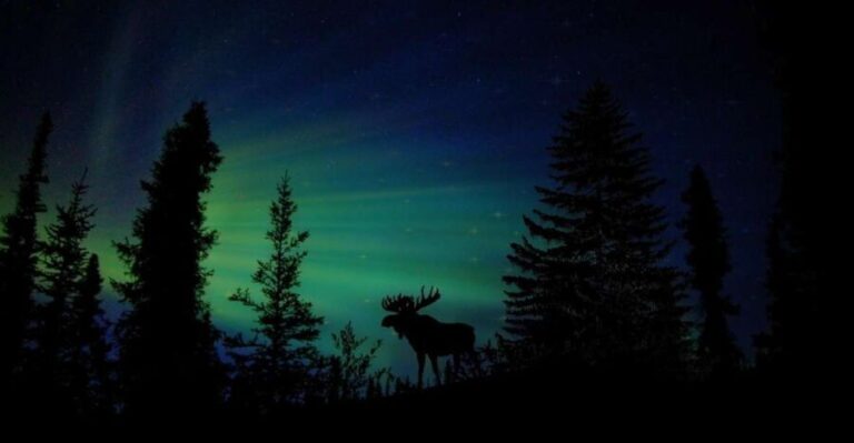 Fairbanks: Northern Lights and Chena Hot Springs Tour - The Value Proposition