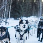 Fairbanks: Private Mush on the Historic Yukon Quest Trail - What Makes It Special