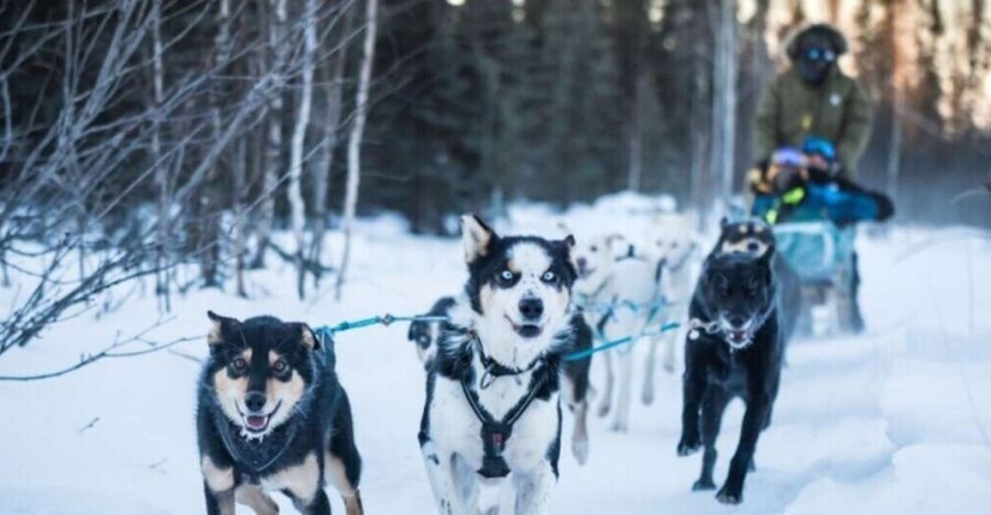 Fairbanks: Private Mush on the Historic Yukon Quest Trail - What Makes It Special