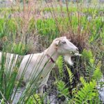 Farm Experience with Ponies, Bunnies, Chickens and Goats - Final Thoughts