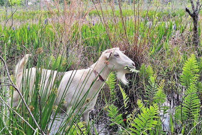 Farm Experience with Ponies, Bunnies, Chickens and Goats - Final Thoughts