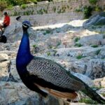 Filerimos Hill & Valley of Butterflies - An In-Depth Look at the Tour Experience