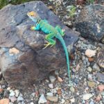 Flagstaff: Grand Canyon, Wupatki & Volcano Christian Tour - A Deep Dive into the Experience