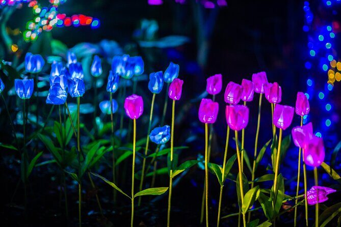 Flamingo Gardens' Garden of Lights - The Value: Pricing and Experience