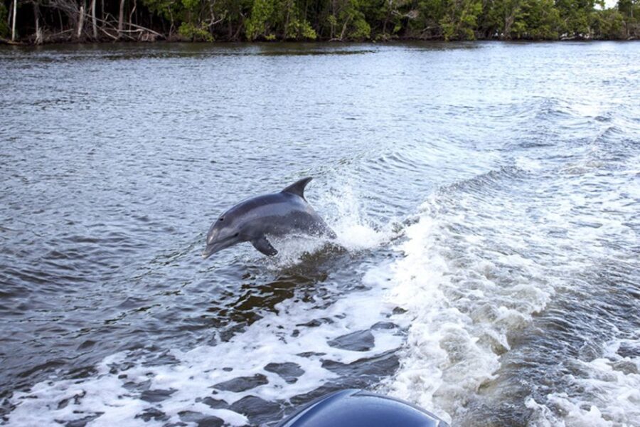 Flamingo Marina: Backcountry Boat Tour of the Everglades - An In-Depth Look at the Flavors of the Everglades