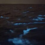 Florida Bioluminescence Clear Kayak tour/ Beacon 42 (Titusville) - The Real Experience: What You Can Expect
