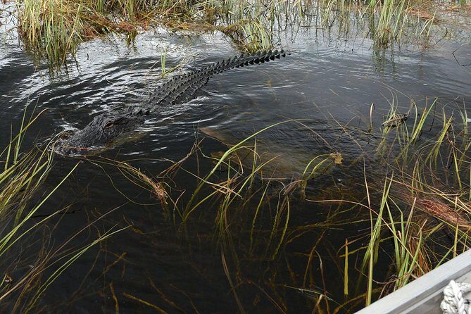 Florida Everglades Night Airboat Tour near Fort Lauderdale - Final Thoughts: Who Should Book This Tour?