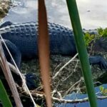 Florida Keys Nature & History Tour from Key West - The Value and Practical Considerations