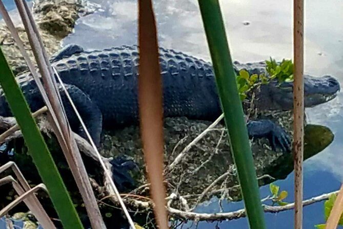 Florida Keys Nature & History Tour from Key West - The Value and Practical Considerations