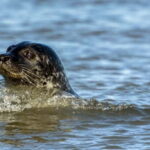 Föhr: Boat trip to the seals - The Experience Provider: Adler-Schiffe GmbH & Co. KG