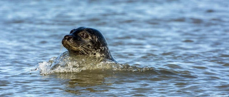 Föhr: Boat trip to the seals - The Experience Provider: Adler-Schiffe GmbH & Co. KG