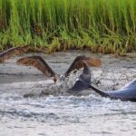 Folly Beach Dolphin Viewing Boat Excursion and Estuary Tour - The Itinerary: What to Expect
