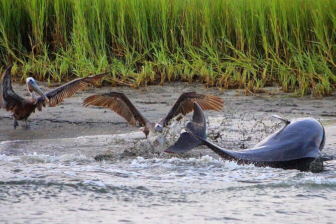 Folly Beach Dolphin Viewing Boat Excursion and Estuary Tour - The Itinerary: What to Expect