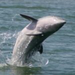 Folly Beach: Sunset Dolphin Boat Tour to Morris Island - What the Tour Includes & What to Consider
