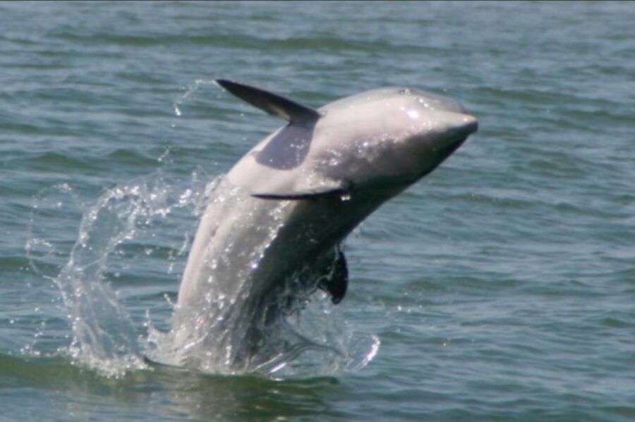Folly Beach: Sunset Dolphin Boat Tour to Morris Island - What the Tour Includes & What to Consider