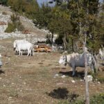 Footprints on the Battlefield Trails of Monte Cassino - What You Should Know Before Booking