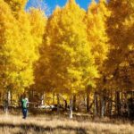 Forest Bathing and Meditation on Mt Lemmon - The Value of the Experience