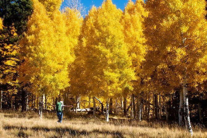 Forest Bathing and Meditation on Mt Lemmon - The Value of the Experience