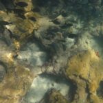 Fort Lauderdale: Guided Snorkeling Reef Tour and Lesson - Practical Details and Considerations