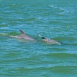 Fort Myers Beach Dolphin & Sightseeing Tour Refreshments Included - Who Is This Tour Best For?