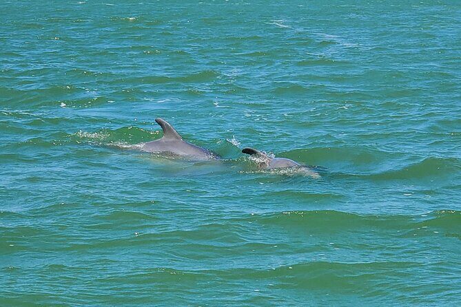 Fort Myers Beach Dolphin & Sightseeing Tour Refreshments Included - Who Is This Tour Best For?