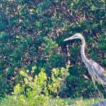 Fort Pierce: 4-hr Mangroves & Dolphin Watch Sandbar in FL - Why This Tour Stands Out