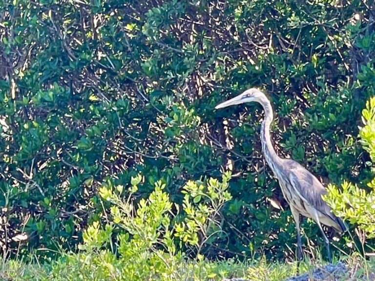 Fort Pierce: 4-hr Mangroves & Dolphin Watch Sandbar in FL - Why This Tour Stands Out