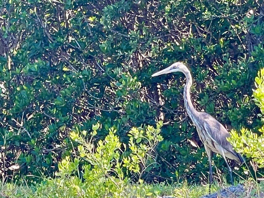 Fort Pierce: 4-hr Mangroves & Dolphin Watch Sandbar in FL - Why This Tour Stands Out