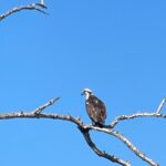 Fort Pierce: Prehistoric Preserve Kayak Tour - Who Is This Tour For?
