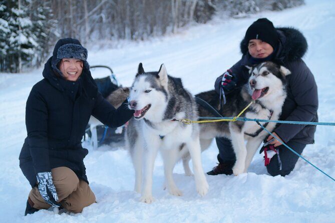 Free Pickup/Drop off: Alaskan Husky Dog Sledding with Free Photo - The Itinerary in Detail