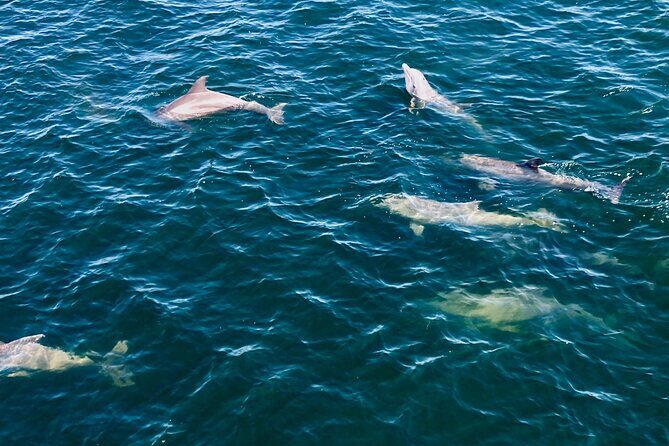 Frisky Mermaid Dolphin + Scenic Bay Sightseeing Tour - Practical Details to Keep in Mind
