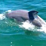Frisky Mermaid Dolphin Tour + Secluded Beach + Equip - Who Will Love This Tour?