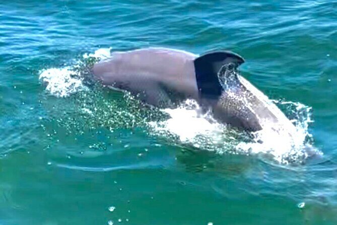 Frisky Mermaid Dolphin Tour + Secluded Beach + Equip - Who Will Love This Tour?