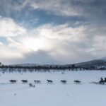 From Abisko: Dog Sledding Excursion to Kiruna with Fika - Final Thoughts: Who Will Love This Experience?