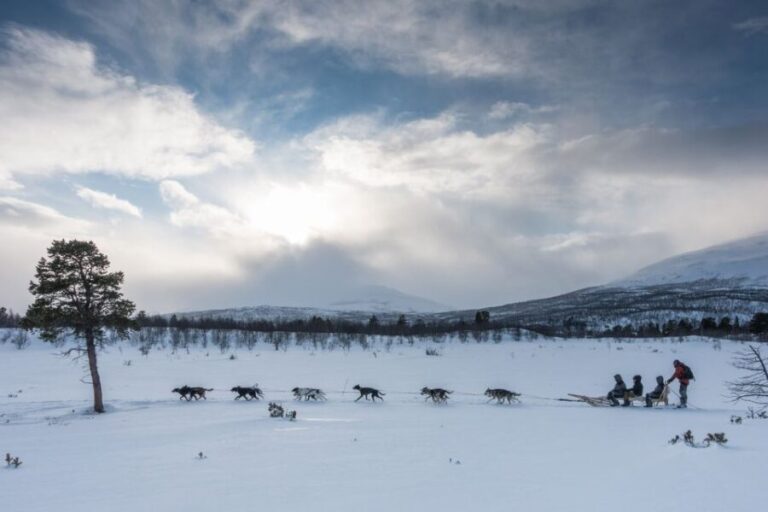 From Abisko: Dog Sledding Excursion to Kiruna with Fika - Final Thoughts: Who Will Love This Experience?